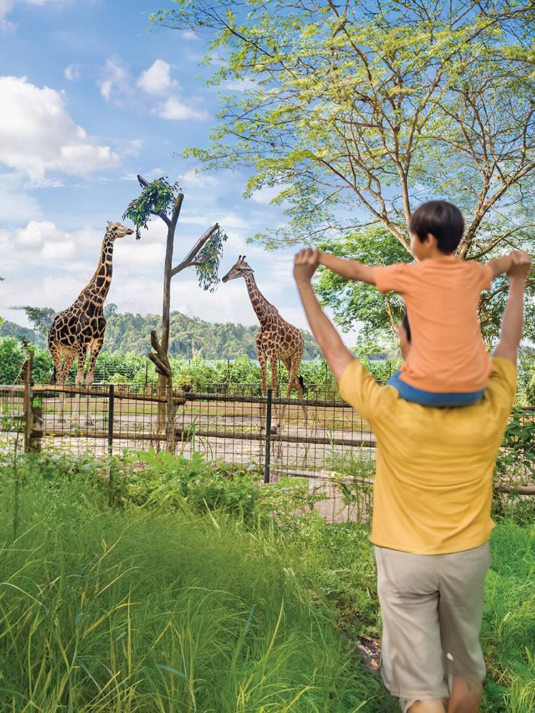 See & Do - All Activities | Mandai Wildlife Reserve